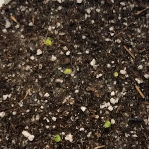 Tanquana Prismatica Rare Living Stone 10 Seeds - Etsy