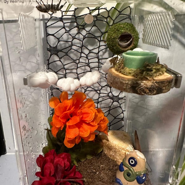 Jumping Spider Enclosure 5x5x9 Spider House, Spider Tank, Spider ...