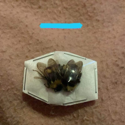 1pcs, Parthenope Validus, Unspread,, Real Crab, Nature History ...