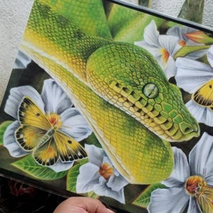 LIMITED EDITION Emerald Tree Boa 11x14 Fine Art Print Reptile Snake by ...