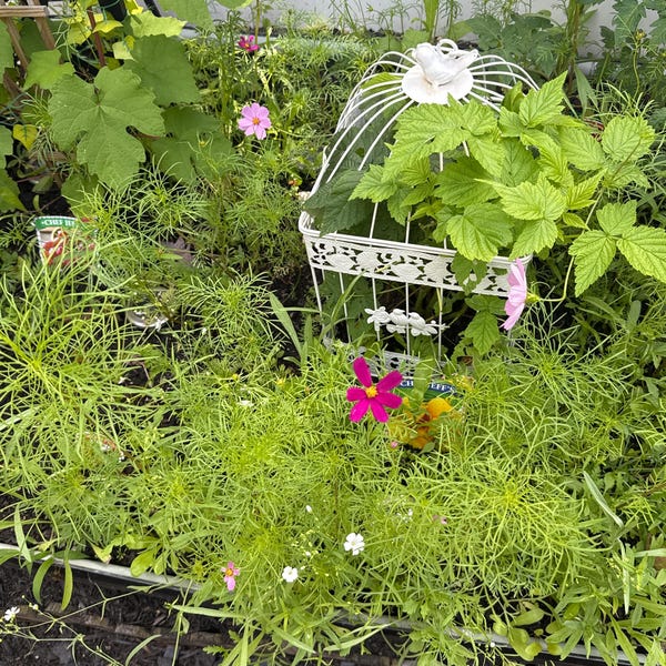 Cape Forget-me-not Seeds Pack 3G - Over 1,400 Non GMO Heirloom Cape ...