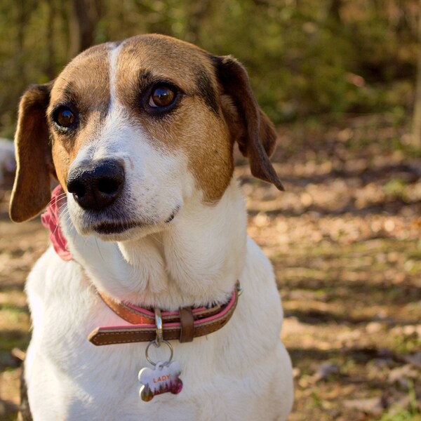 Forest Dog Tag Custom Pet Dog Tag Personalized Dog Tag Purple Forest ...