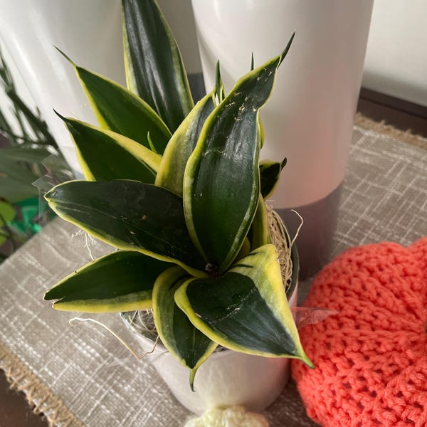 FOSTER 4-pack LIVE 4 Inch Kalanchoe, Blooming Houseplant, Gardening ...