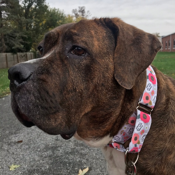 Dog Collar/fresh Out of Fus Dog Collar/ Flower Dog Collar/ Cussing Dog ...