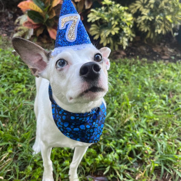 Custom Mini Fun Party Hat, FIRST Birthday, 1st B-day Hat, Girl Boy Dog ...