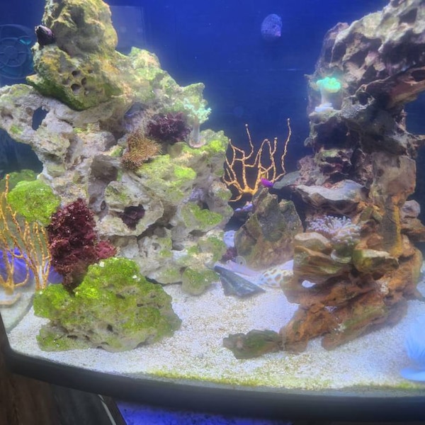 NEW* Aquarium Copepod Hotel Clam Shell Design - Etsy