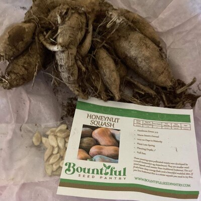 Bachelor's Button Classic Magic 30/pkt - Etsy