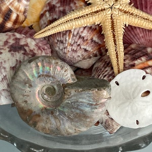 Opalized Ammonite / Fire Ammonite / Ammonite Specimen / Polished ...