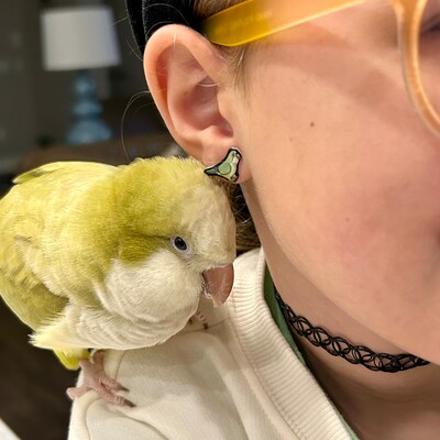 Red Panda Magnet: Gift for Red Panda Lovers Chinese Animal Cute Animal ...