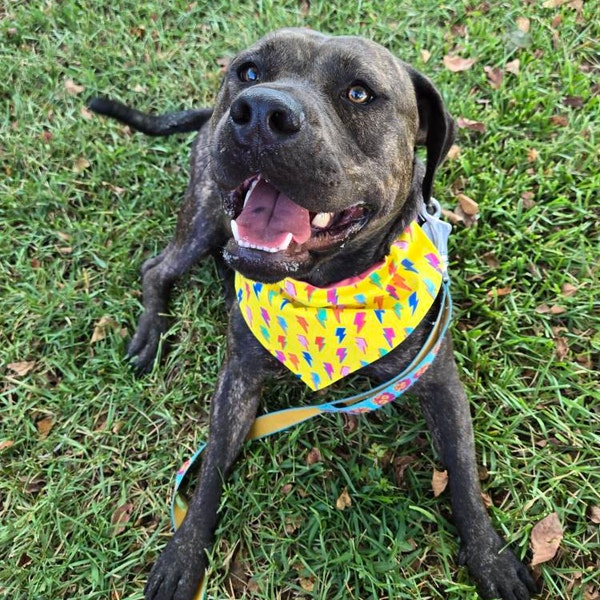 Sienna Bandana, Dog Bandana, Fall Dog Bandana, Over the Collar Dog ...