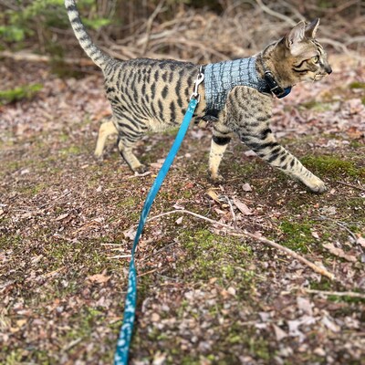 Safetykatz Walking Jacket Red Custom Made Cat Reversible - Etsy