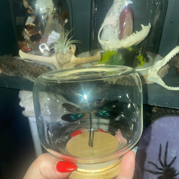 Euphaea Variegata, Teal and Violet Glittering Damselfly, Real Dragonfly ...