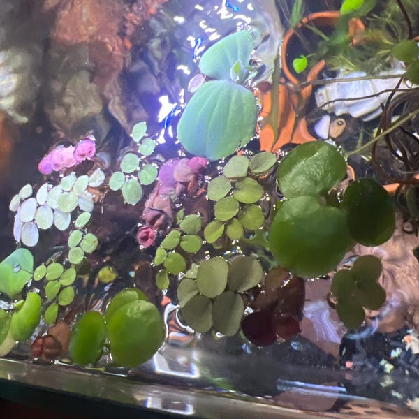 Aquarium Floating Plants for Fish Tank Décor (water Sponges, Amazon ...