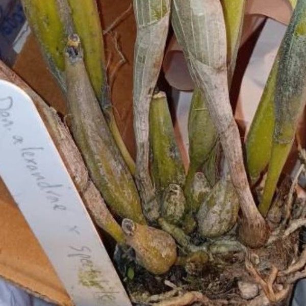 Bc. Yellow Bird - B. Nodosa X Bc. Richard Mueller - EASY GROWER ...