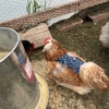 Buy 3 Get 1 FREE ! Chicken Saddles | Chicken Jackets | Hen Apron ...