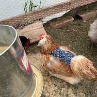 Buy 3 Get 1 FREE ! Chicken Saddles | Chicken Jackets | Hen Apron ...