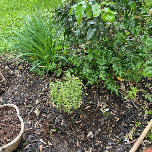 Western Sword Fern 1 Gallon Size - Etsy