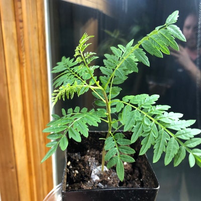 Treesagain Potted Blue Jacaranda Tree Jacaranda Mimosifolia 8 to 10 ...