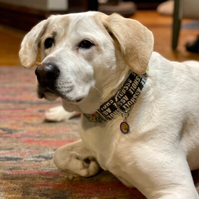 Dog Collar/fresh Out of Fus Dog Collar/ Flower Dog Collar/ Cussing Dog ...