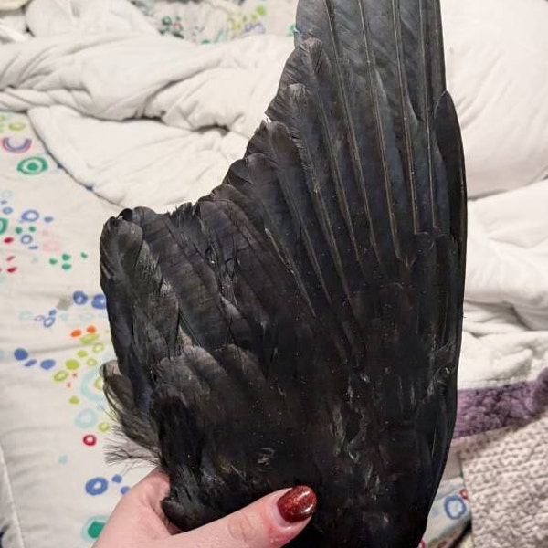 Pair Bantam Rooster Wings Feathers Craft N2 - Etsy