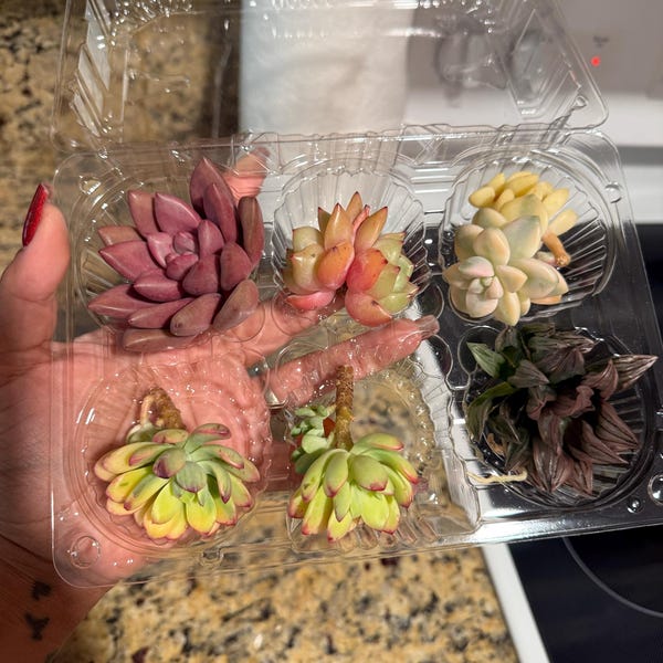 Mix Rare Live Succulent Plants Advanced Level Blind Box, 2-3.5 Random ...