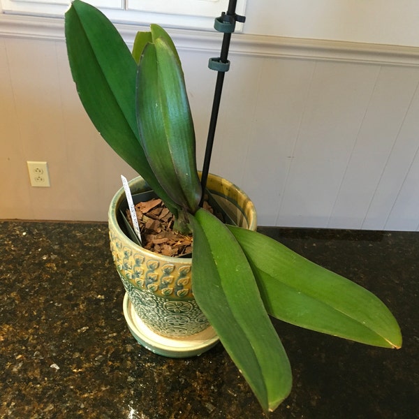 Awarded "cotton Candy" Phal. Cheng-de Beauty 'sakura' AM/AOS , Handsome Plant in 4" Pot With 25 ...