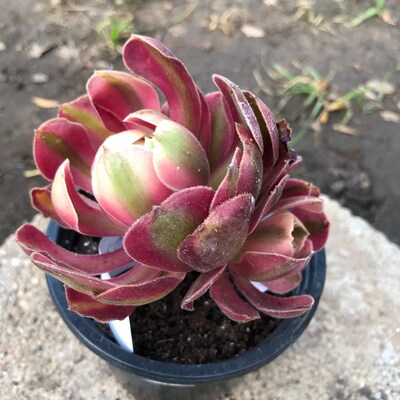 Rare Succulent: Cool Beautiful Succulent Astridia Velutina String Live ...