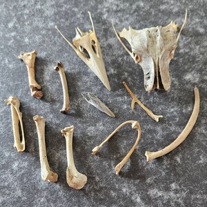 A Pair of English Wild Red Fox Bones - Etsy