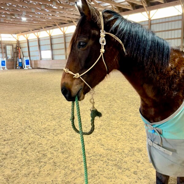 Rope Headstall - Etsy