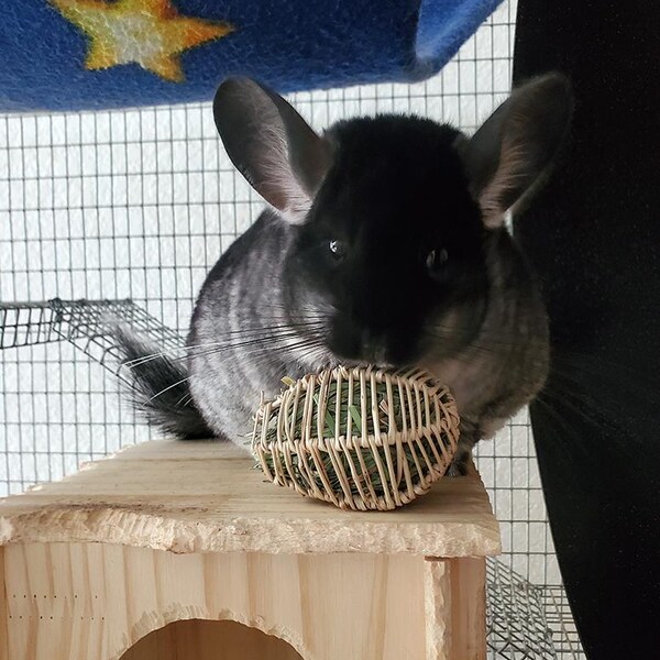 Petal Piñata – Chinchilla / Rat / Degu / Rabbit / Guinea Pig / Hamster ...