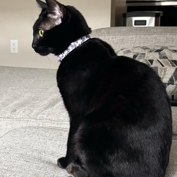 Fish Cat Collar With Bell and Charm, Cute Boy Cat Breakaway Collar ...