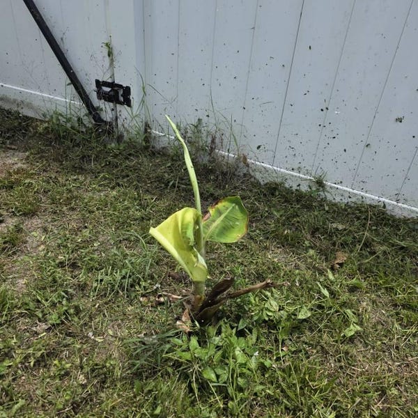 Giant Grafted Rapoza Mango Live Fruit Tree (3-4ft) (MANGIFERA Indica ...