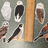 Red Tailed Hawk Sticker, Bird Sticker, Birdwatching Sticker, Birding ...