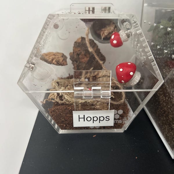 The Hive. Large Spider Cage, Bug Cage, Custom Enclosures, Hive Customs ...