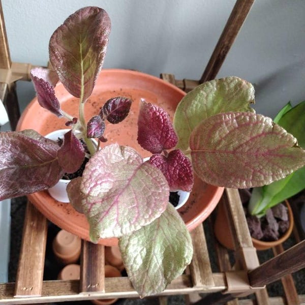 Episcia From Seeds a Set of 3 Episcias 2” Pots(c) - Etsy