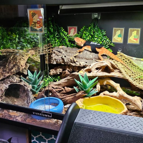 Bearded Dragon Valentine 3x4 Tank Decor - Valentine Day Decor - Bearded ...