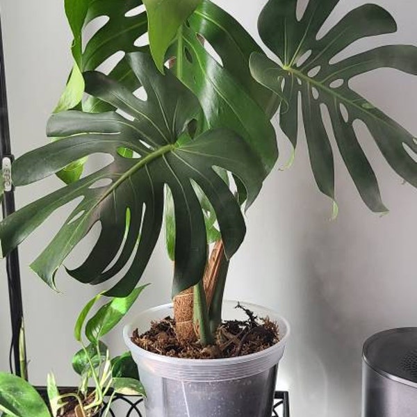 Monstera Deliciosa Cutting Tropical Split Leaf Plant | Indoor & Outdoor ...