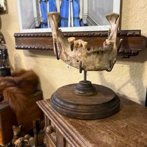 Human Skull Display Stand - Etsy