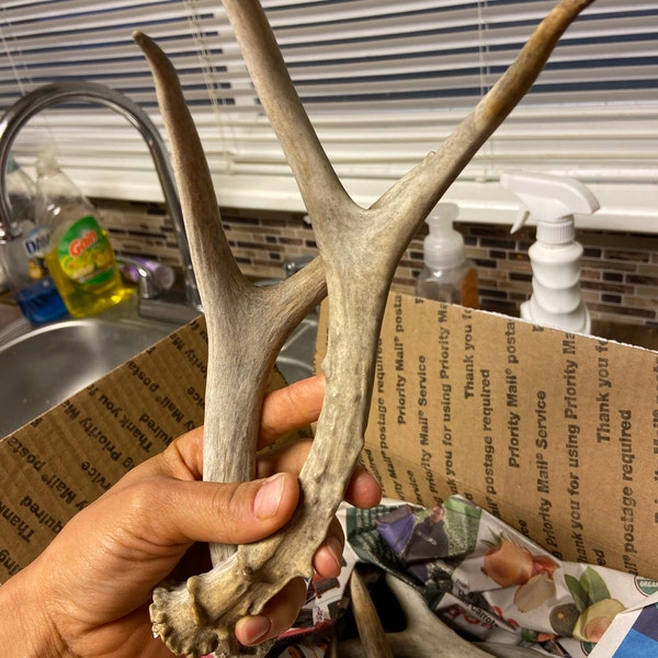 10 Real Deer Antler Sheds Decorations Crafts Rustic Antlers Display ...