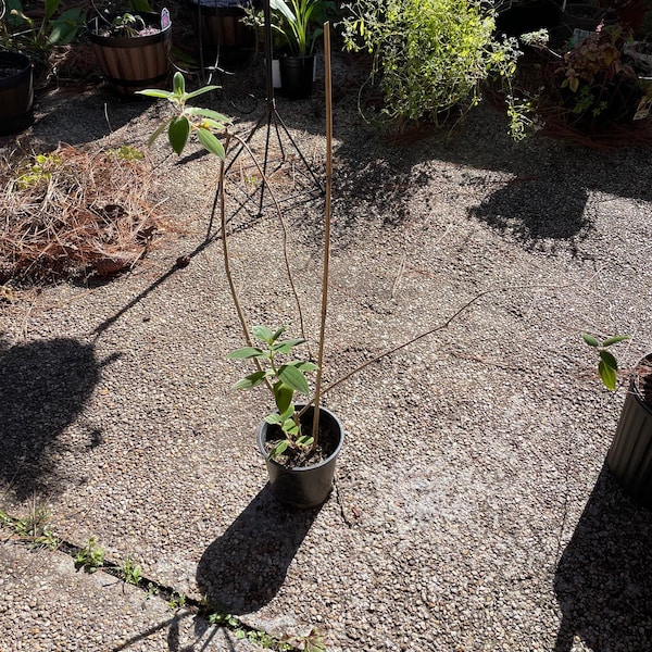 MUN KUN SI Mango Tree Grafted Tree 3 to 4 Feet Tall grafted Ship in ...