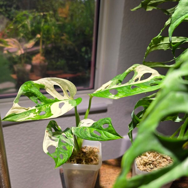 Scindapsus Jade Satin Mint Variegated Plant - Growers Choice - Etsy