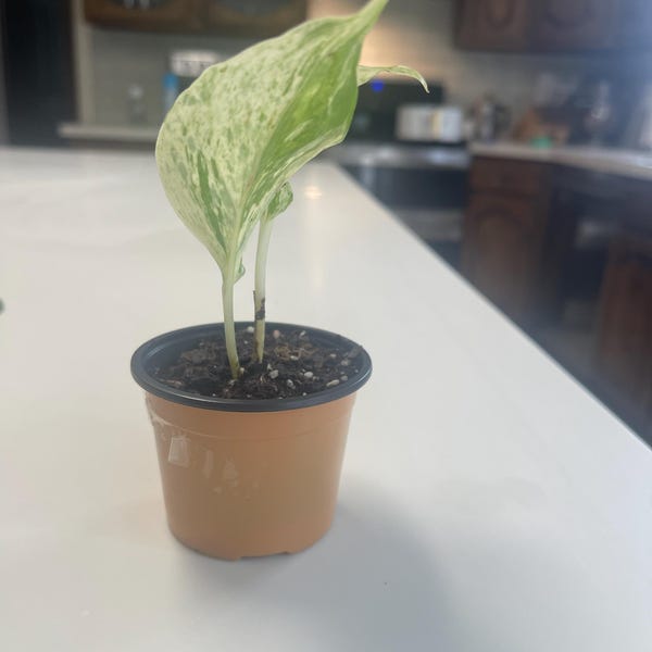 Snow Queen Pothos Single Starter Plant in a 1.5" Pot - Epipremnum ...