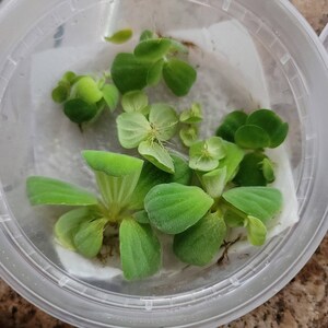 Dwarf Water Lettuce 4 Live Floating Aquarium Plant With - Etsy