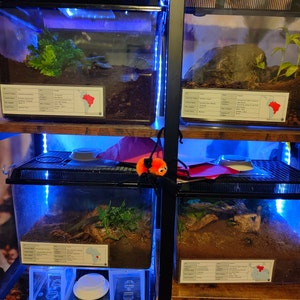 Brazilian Blue Dwarf Beauty Tarantula Laminated Enclosure Label Exotic ...