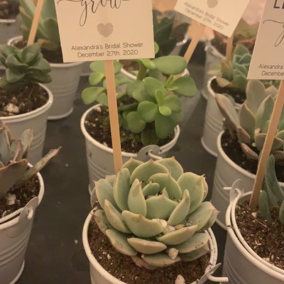 Succulent Plant Stick Tag I Print at Home I Welcome Little Sprout ...