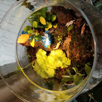 MINIATURE Arapaima Freshwater Fish Animals Figures Figurine Dollhouse ...