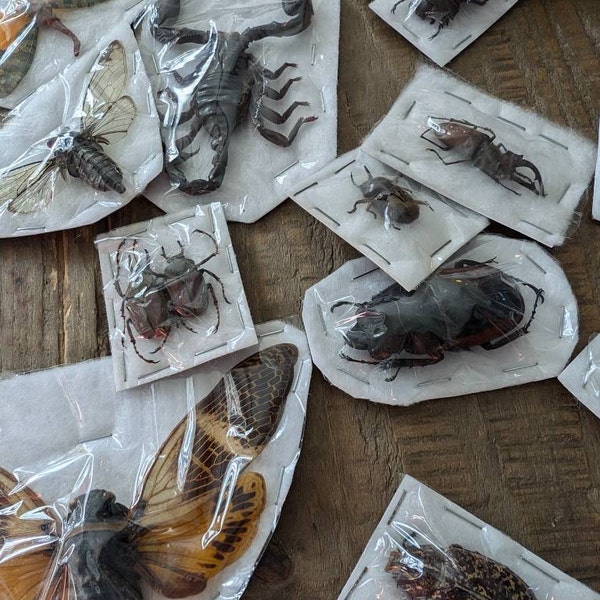 15 Real Assorted Beetles Bees Cicada Scorpion Butterfly - Preserved ...