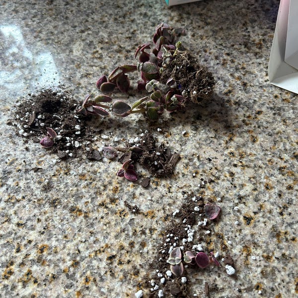 Yellow Chick Plant Pot, Pixie Succulent Pot, Mini Pot, Animal Themed ...