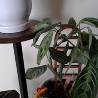 Ladder Arch Indoor Plant Trellis 3 Sizes for 2-6 Pots Mini & Small Wood ...