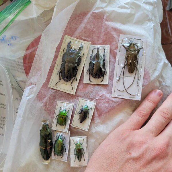 Beetle Mounting Kit for Beginners, With Real Beetles and Tools - Etsy